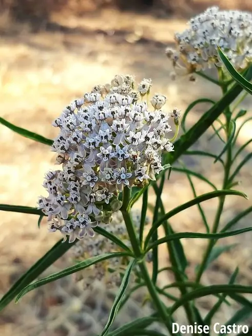 Narrowleaf milkweed - Save Mount Diablo