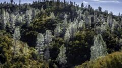 Exploring the Diablo Range - Save Mount Diablo