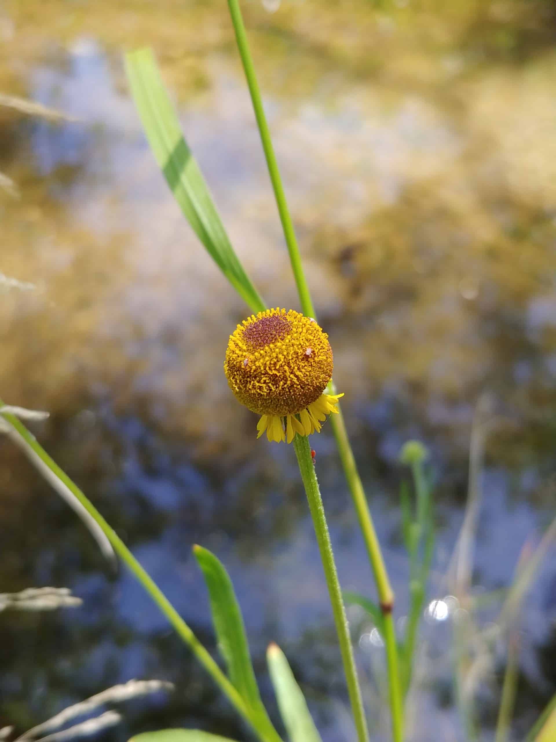 Rosilla - Save Mount Diablo