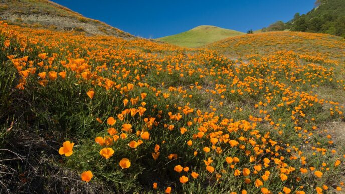Exploring the Diablo Range - Save Mount Diablo