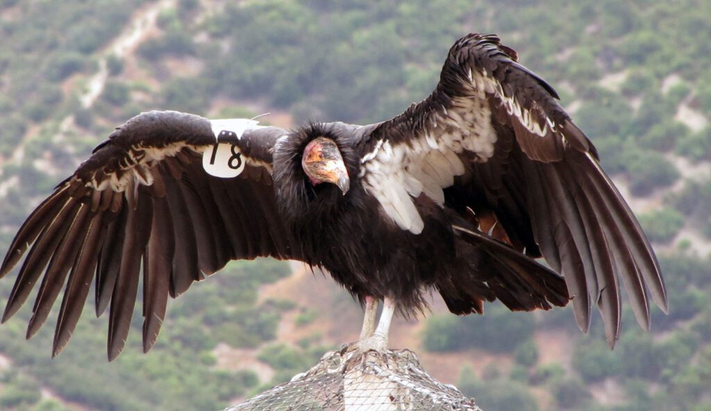 Protecting Mount Diablo’s First Wildlife Corridor: Pine Canyon - Save ...