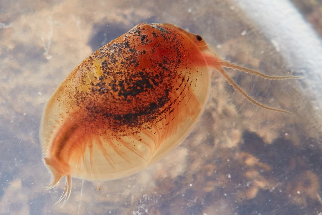 Out of the Ashes: 2022 BioBlitz Volunteers Observe Rare Plants and ...