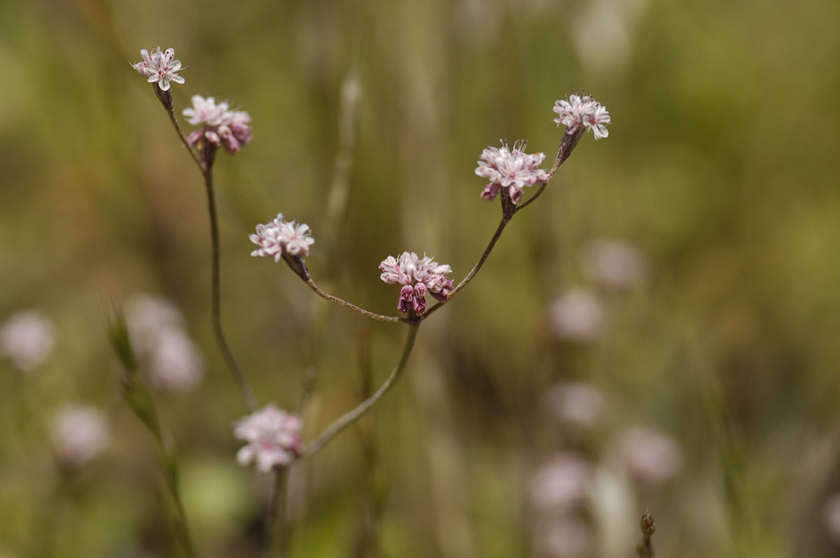 “A Heart-Stopping Moment” Third Population of Critically Endangered ...