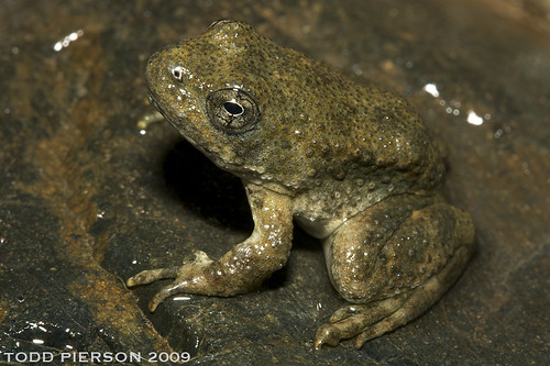 50 Rare, Endemic, or Unusual Plant and Wildlife Species of the Diablo ...