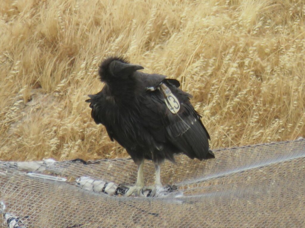 A Second California Condor Visits the Diablo Region (after More Than ...
