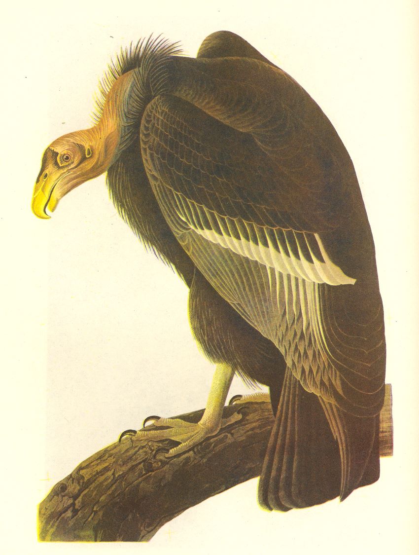 A Second California Condor Visits the Diablo Region (after More Than ...