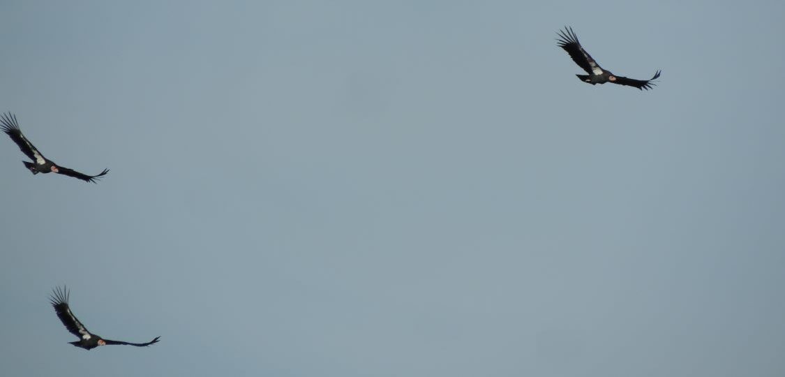 A Second California Condor Visits the Diablo Region (after More Than ...