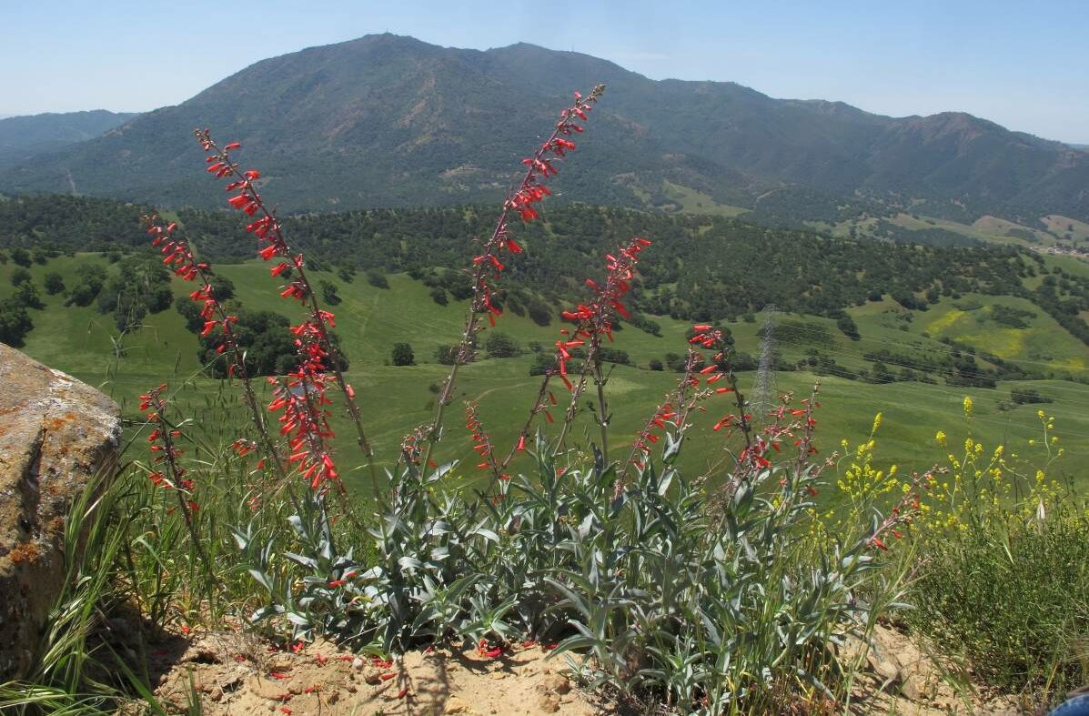New Interpretive Gardens Sprout at Mangini Ranch Educational Preserve ...