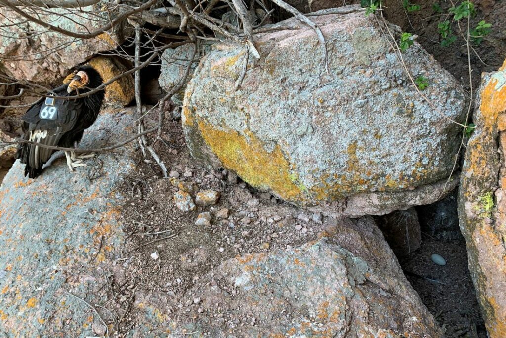 Two Thousand Native Plants and Celebrating 2023! - Save Mount Diablo