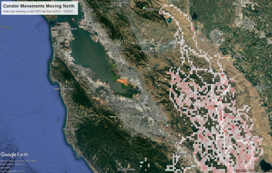 Tracking Condors through the Diablo Range - Save Mount Diablo