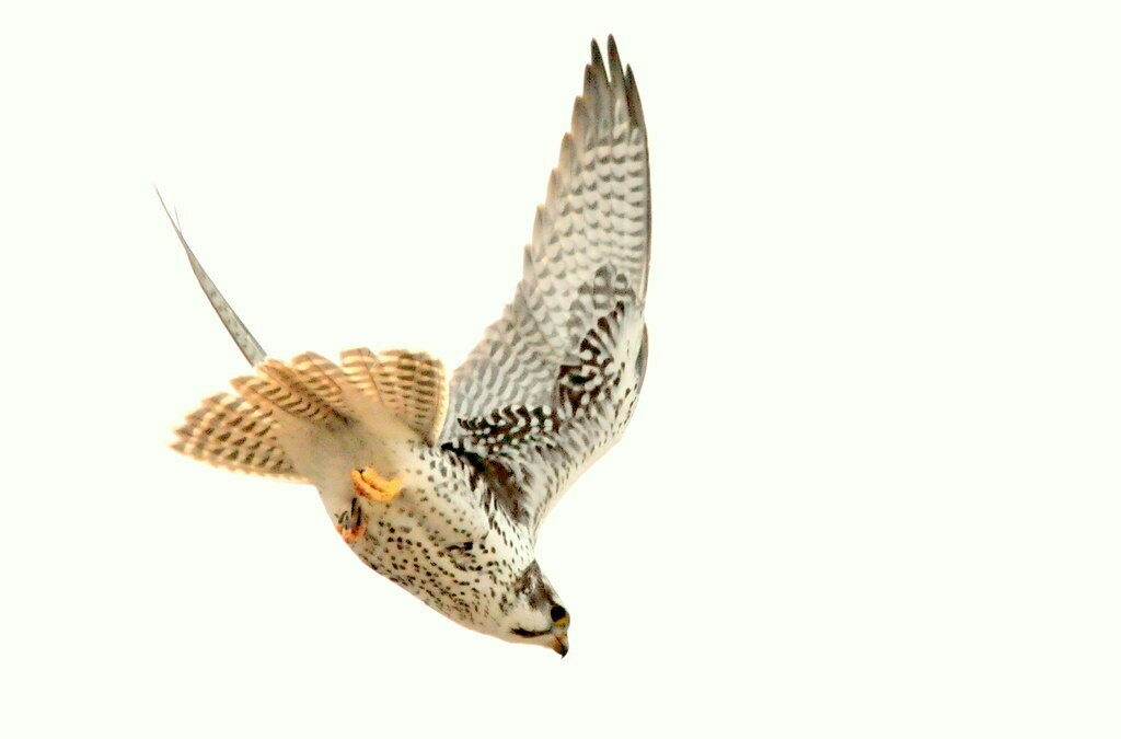 Nesting Raptors on Mount Diablo - Save Mount Diablo