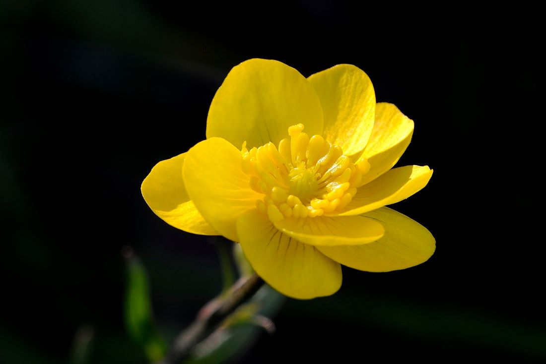 21 Beautiful Native Wildflowers of Mount Diablo and Where to Find Them ...