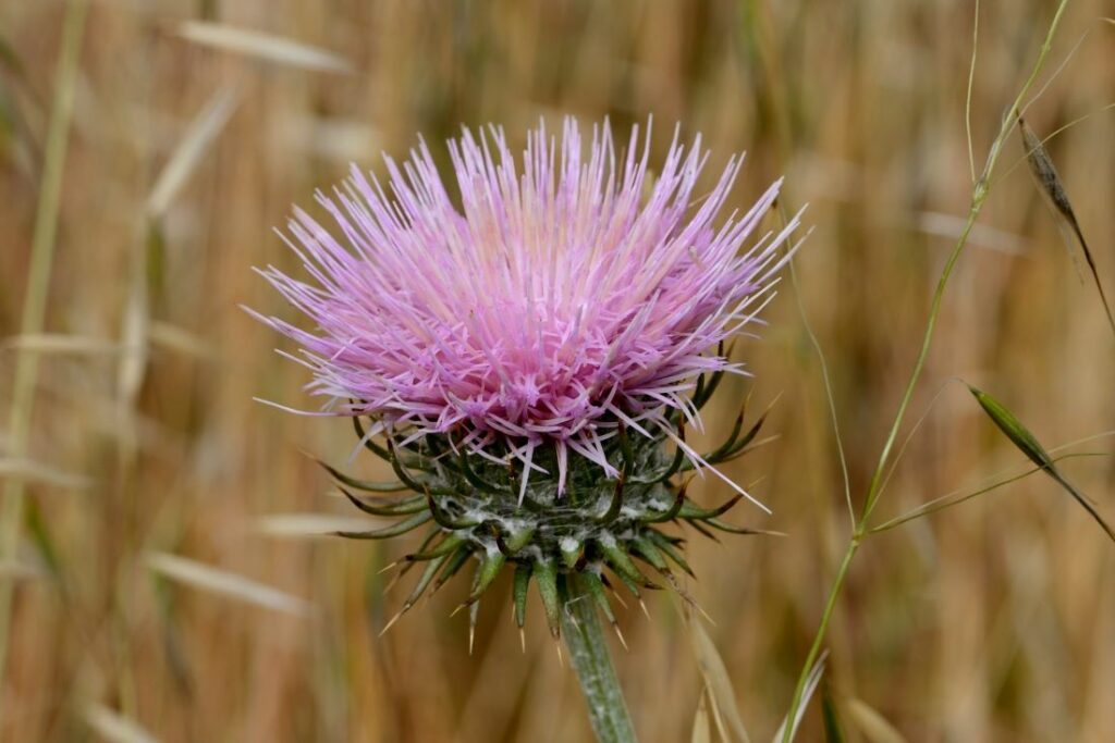 21 Beautiful Native Wildflowers of Mount Diablo and Where to Find Them - Save Mount Diablo