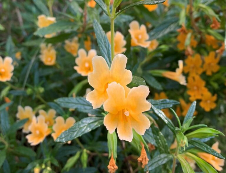21 Beautiful Native Wildflowers of Mount Diablo and Where to Find Them ...