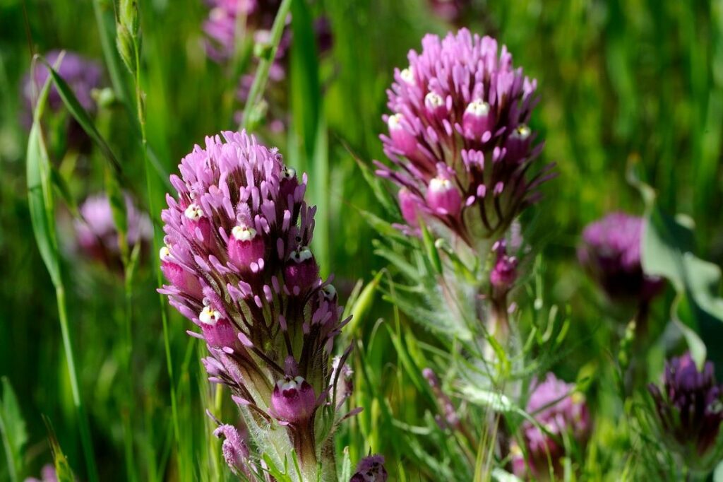 21 Beautiful Native Wildflowers of Mount Diablo and Where to Find Them ...