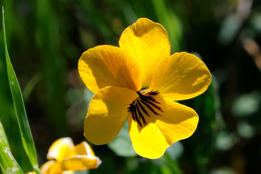 21 Beautiful Native Wildflowers of Mount Diablo and Where to Find Them ...