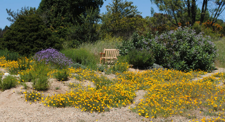 Feast Your Eyes on Gorgeous Bay Area Native Plants and Wildlife Habitat ...
