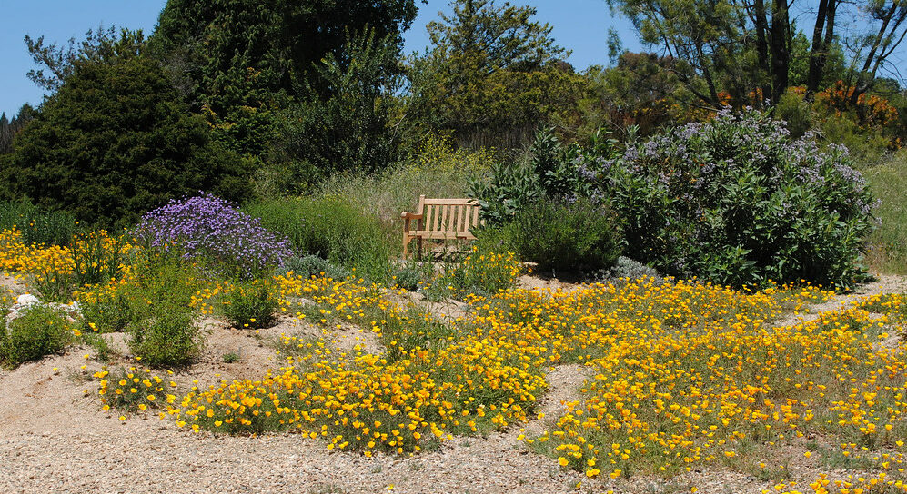 Feast Your Eyes on Gorgeous Bay Area Native Plants and Wildlife Habitat ...
