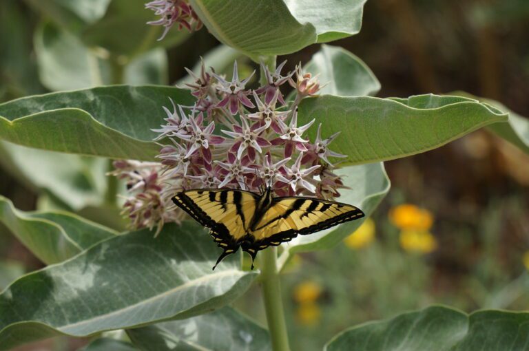 Feast Your Eyes on Gorgeous Bay Area Native Plants and Wildlife Habitat ...