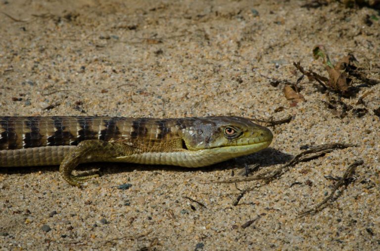 10 Types of Wildlife for Cyclists to Look for and Avoid - Save Mount Diablo