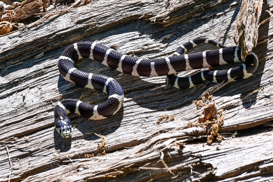 10 Types of Wildlife for Cyclists to Look for and Avoid - Save Mount Diablo