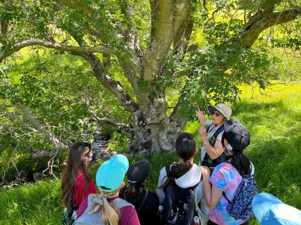 Getting Kids Outside: Our New Educational Programs - Save Mount Diablo