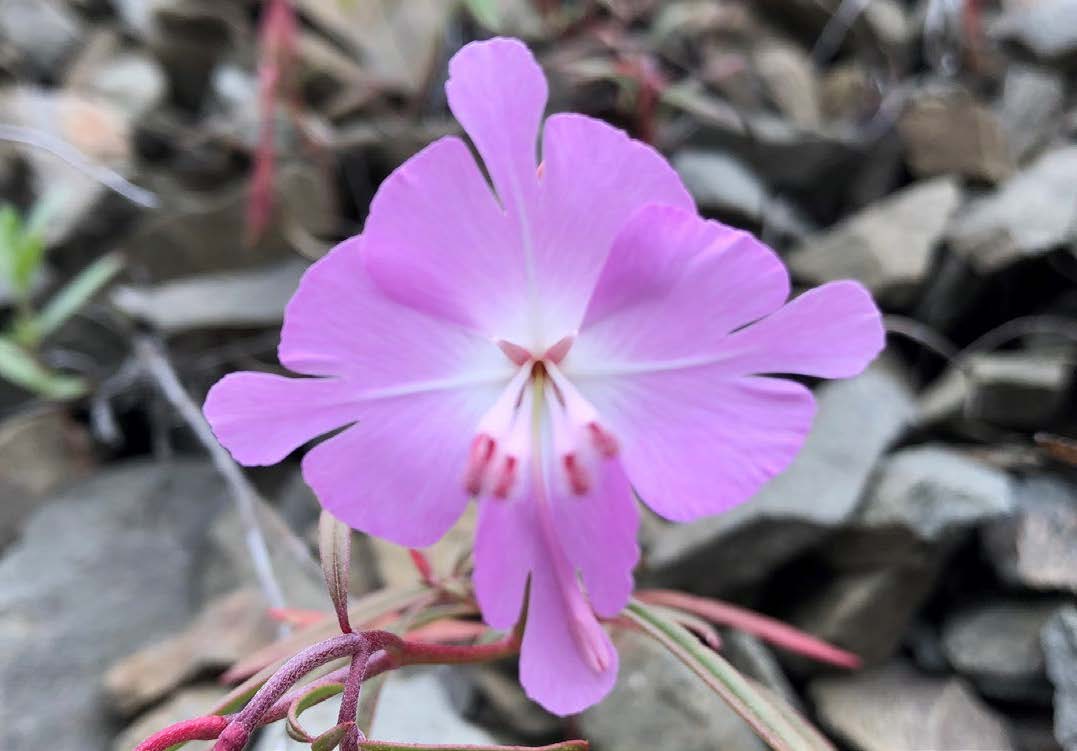 Fire Abatement, Releasing Kestrels, and a Rare Discovery - Save Mount ...