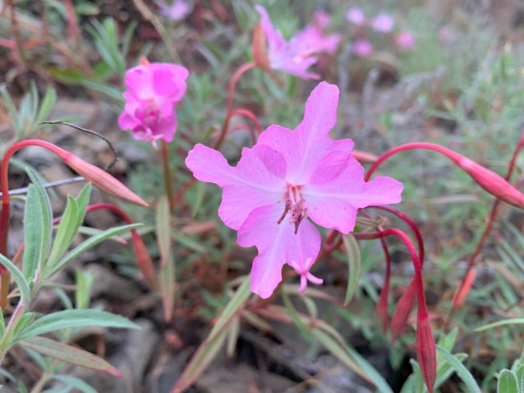 A Remarkable Recovery from Wildfires: What Did We Find in 2023? - Save ...