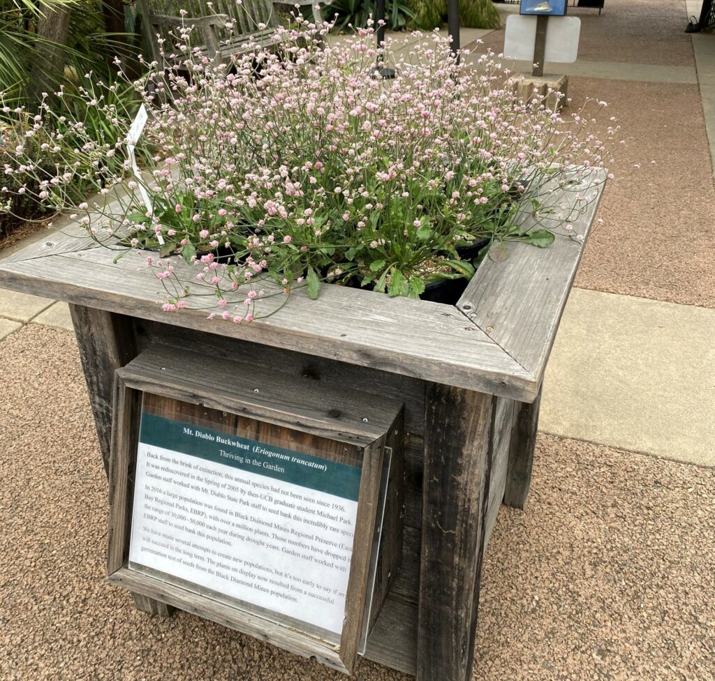 Critically Endangered Mount Diablo Buckwheat Blooming Now at the UC ...