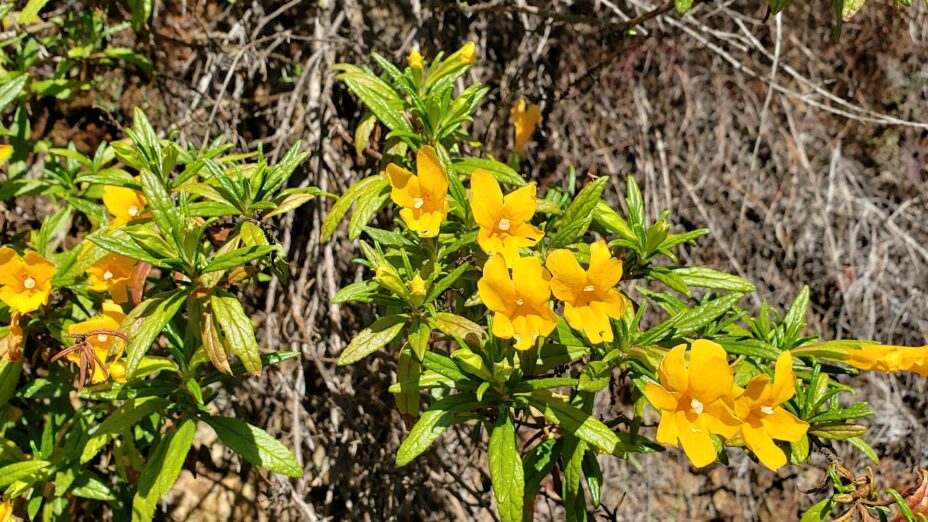 Mangini Ranch Educational Preserve - Save Mount Diablo