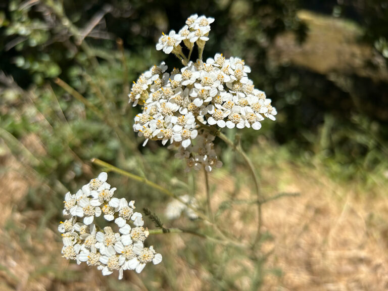12 Wildflowers You Might Discover in Pine Canyon - Save Mount Diablo