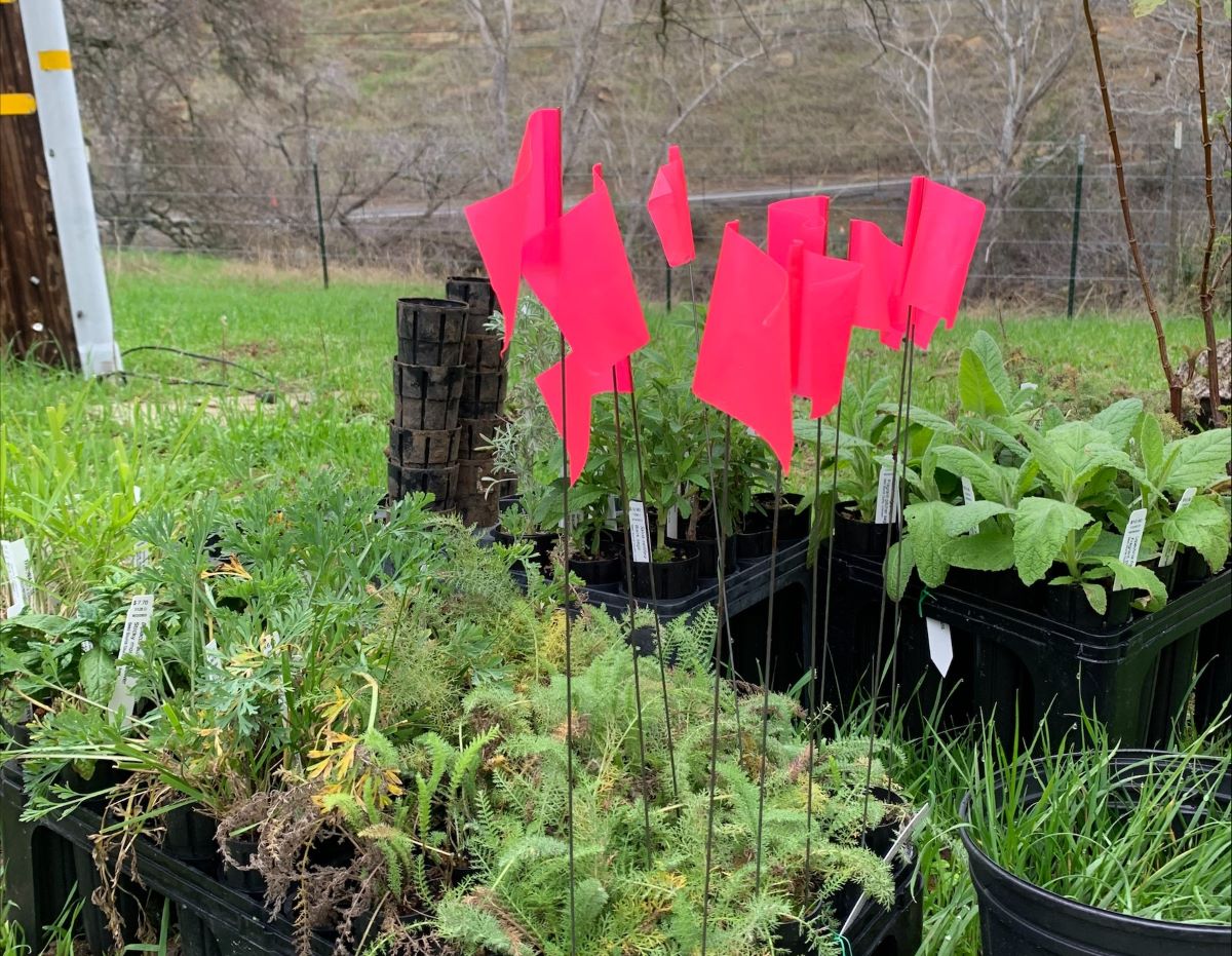 Fighting Climate Change and Creating Habitat: One Plant at a Time ...