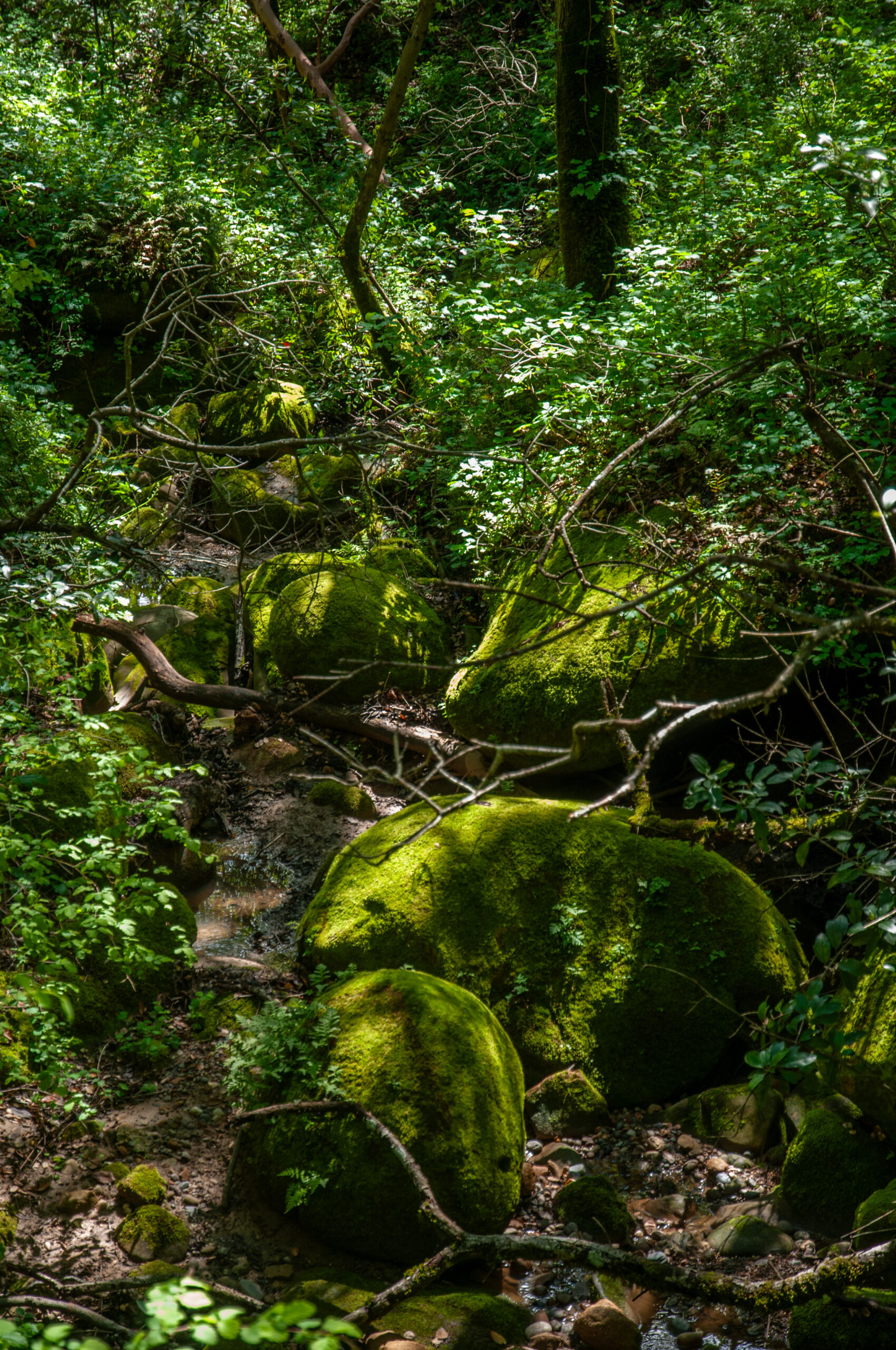 5 Fantastic Places to See Waterfalls on Mount Diablo and in the Diablo ...