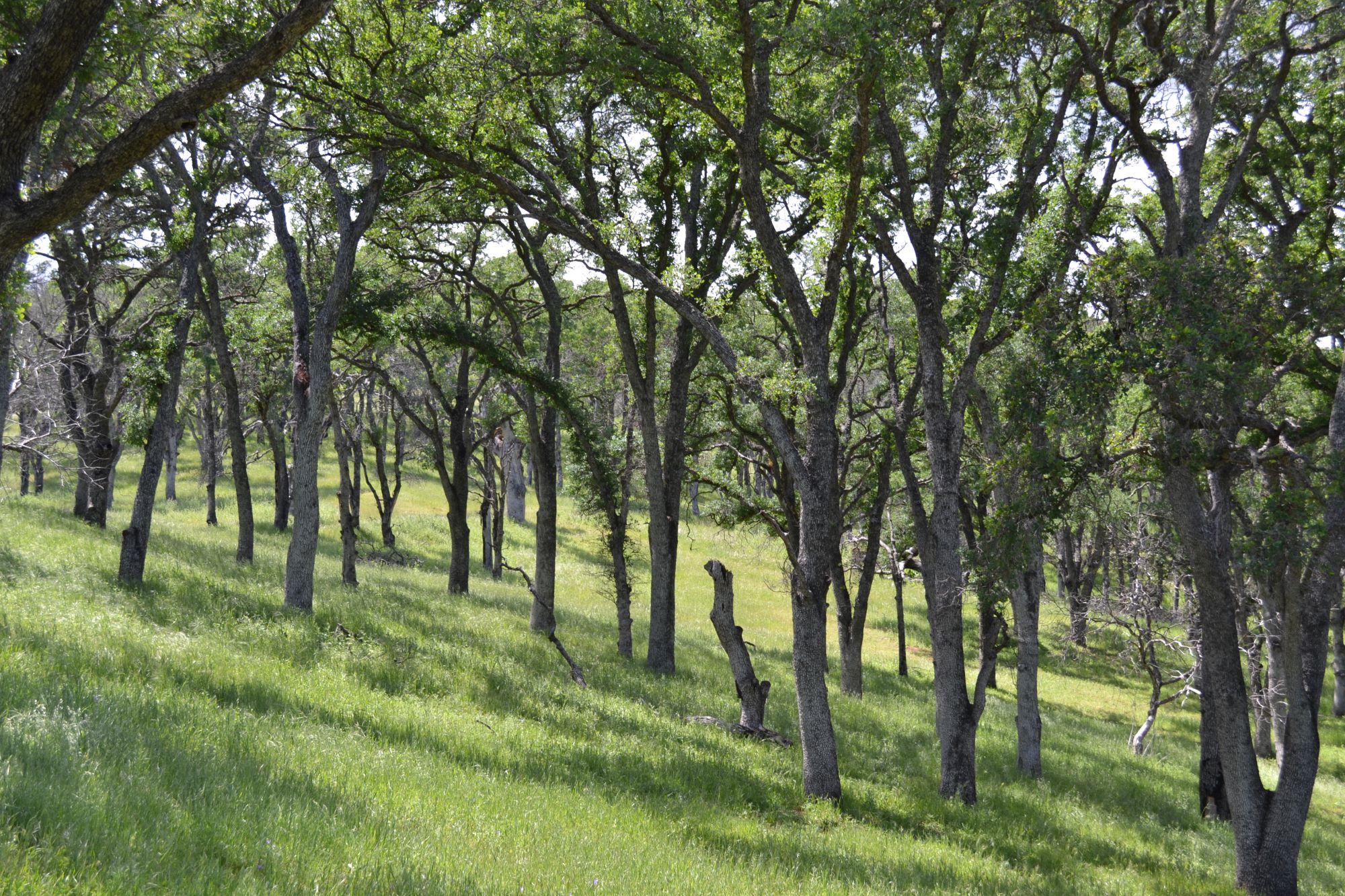 What’s Growing on the Ginochio Schwendel Ranch? - Save Mount Diablo