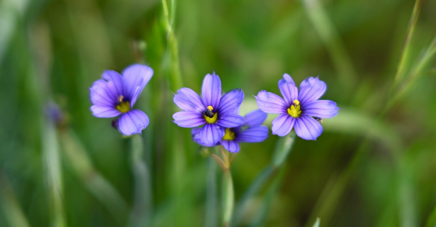Wildflowers at Mangini Ranch Educational Preserve - Save Mount Diablo