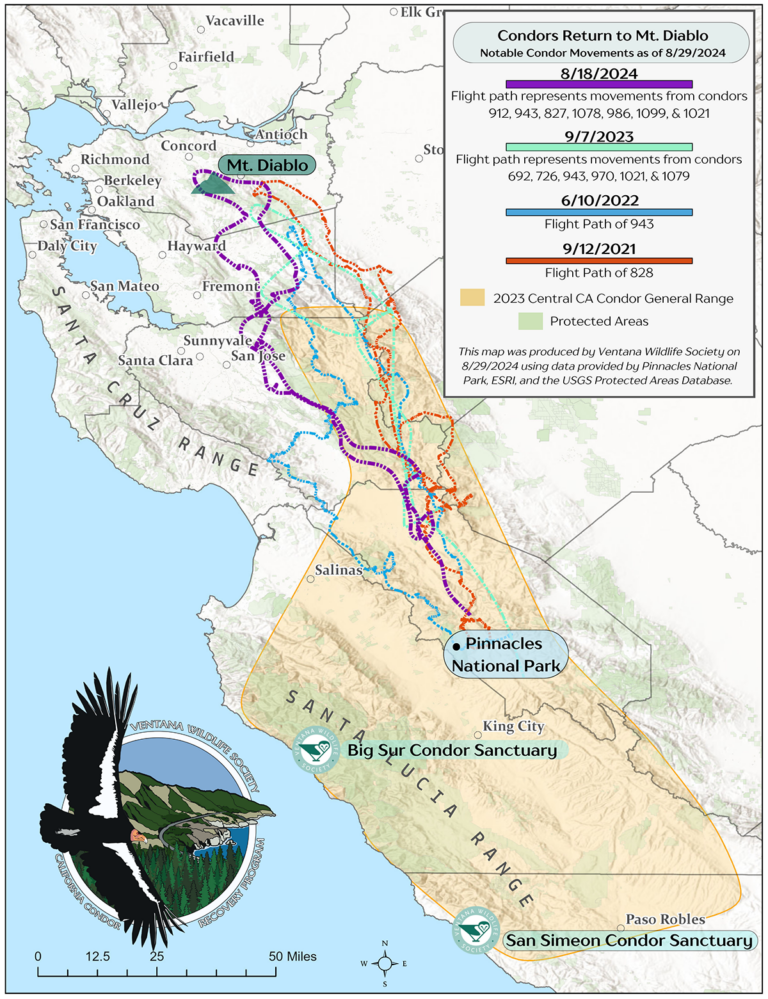 For the Fourth Year, California Condors Return to Mount Diablo and the ...