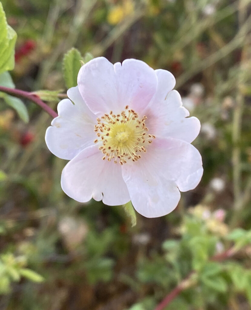 19 Native Plants to Plant for Pollinators and Other Wildlife This ...
