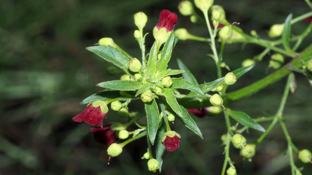 California bee plant - Save Mount Diablo