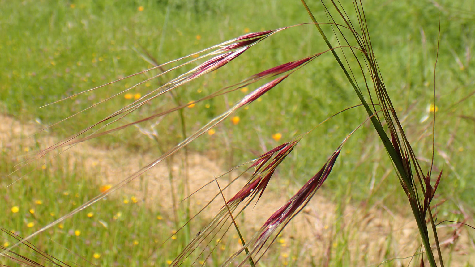 Purple needlegrass - Save Mount Diablo