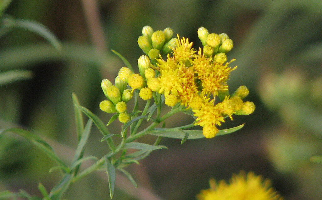 Western goldenrod - Save Mount Diablo