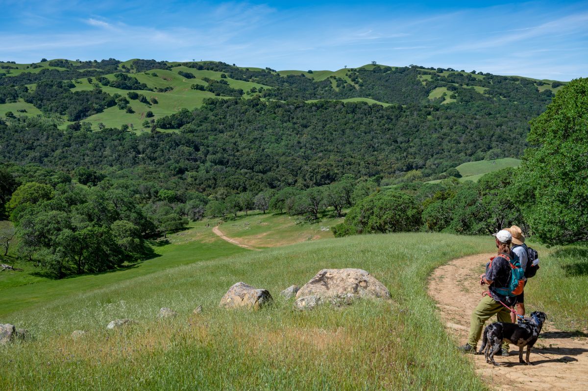 Hike Morgan Territory: A Scenic Loop on Mount Diablo’s Morning Side ...