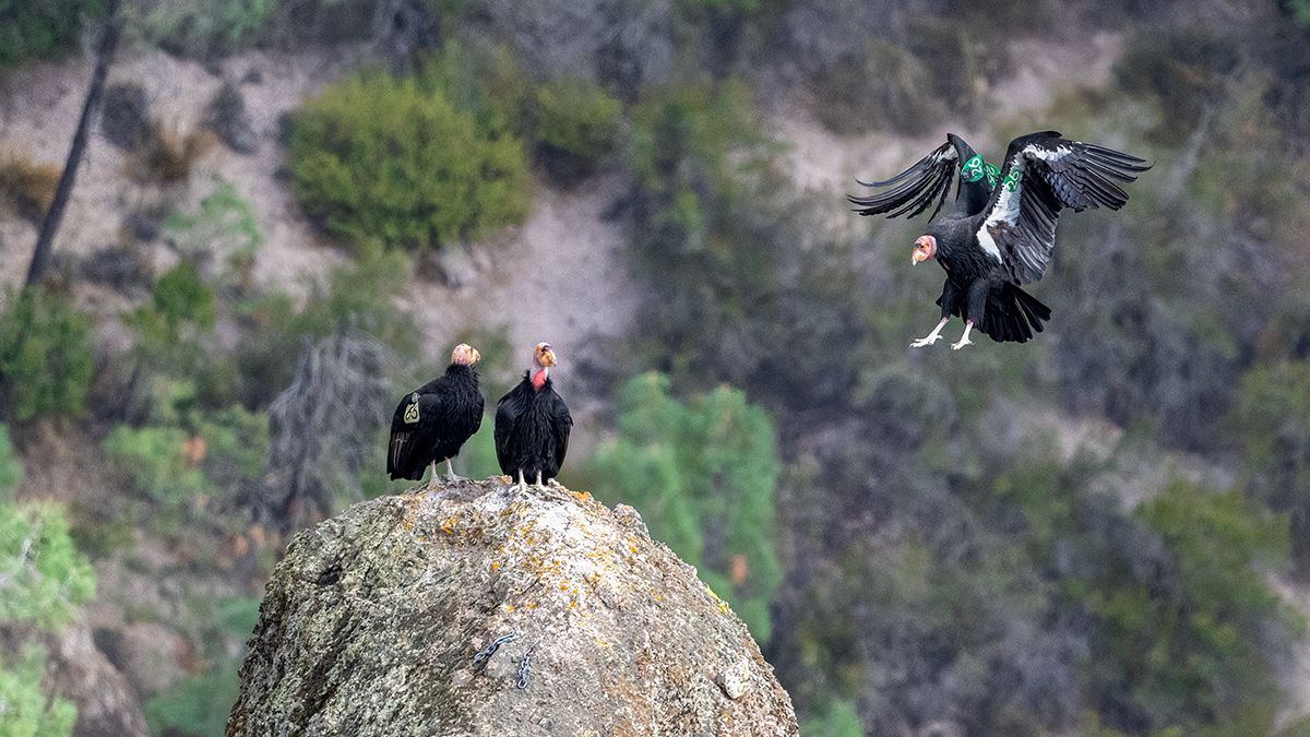 Home - Save Mount Diablo